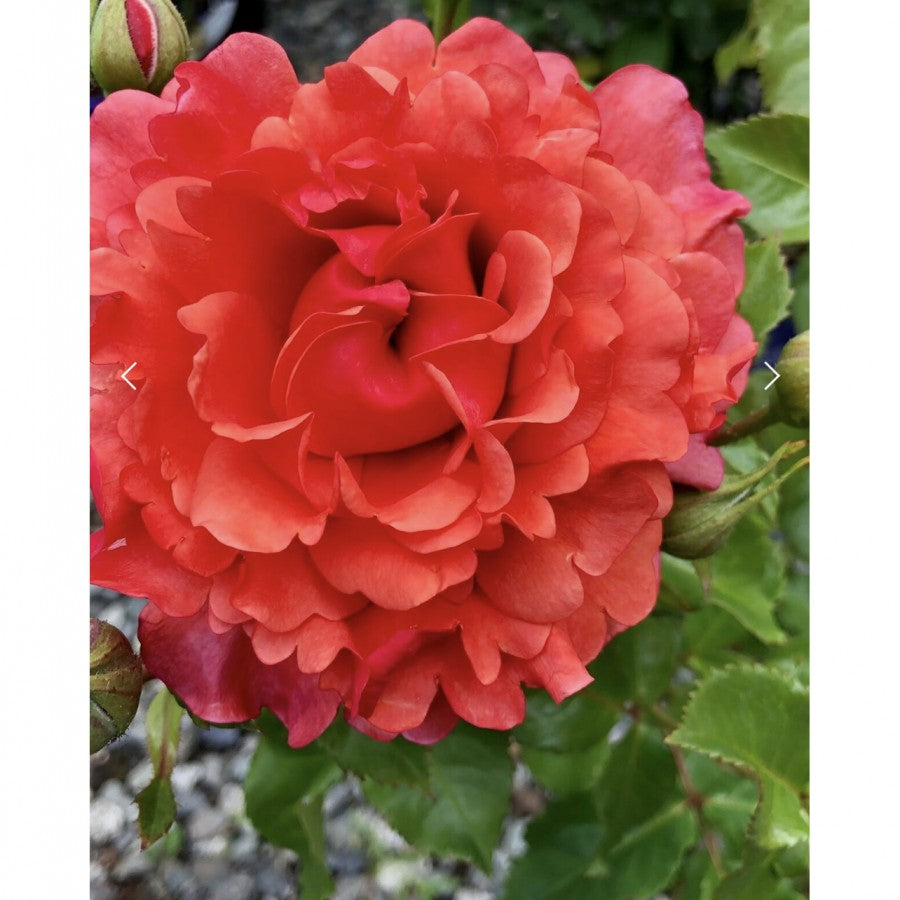 Foxy Lady – One Love Rose and Gardens