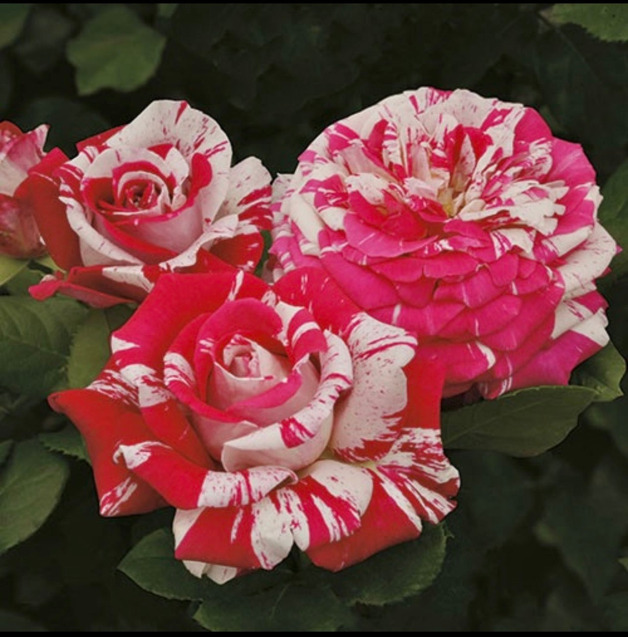 Neil Diamond – One Love Rose and Gardens