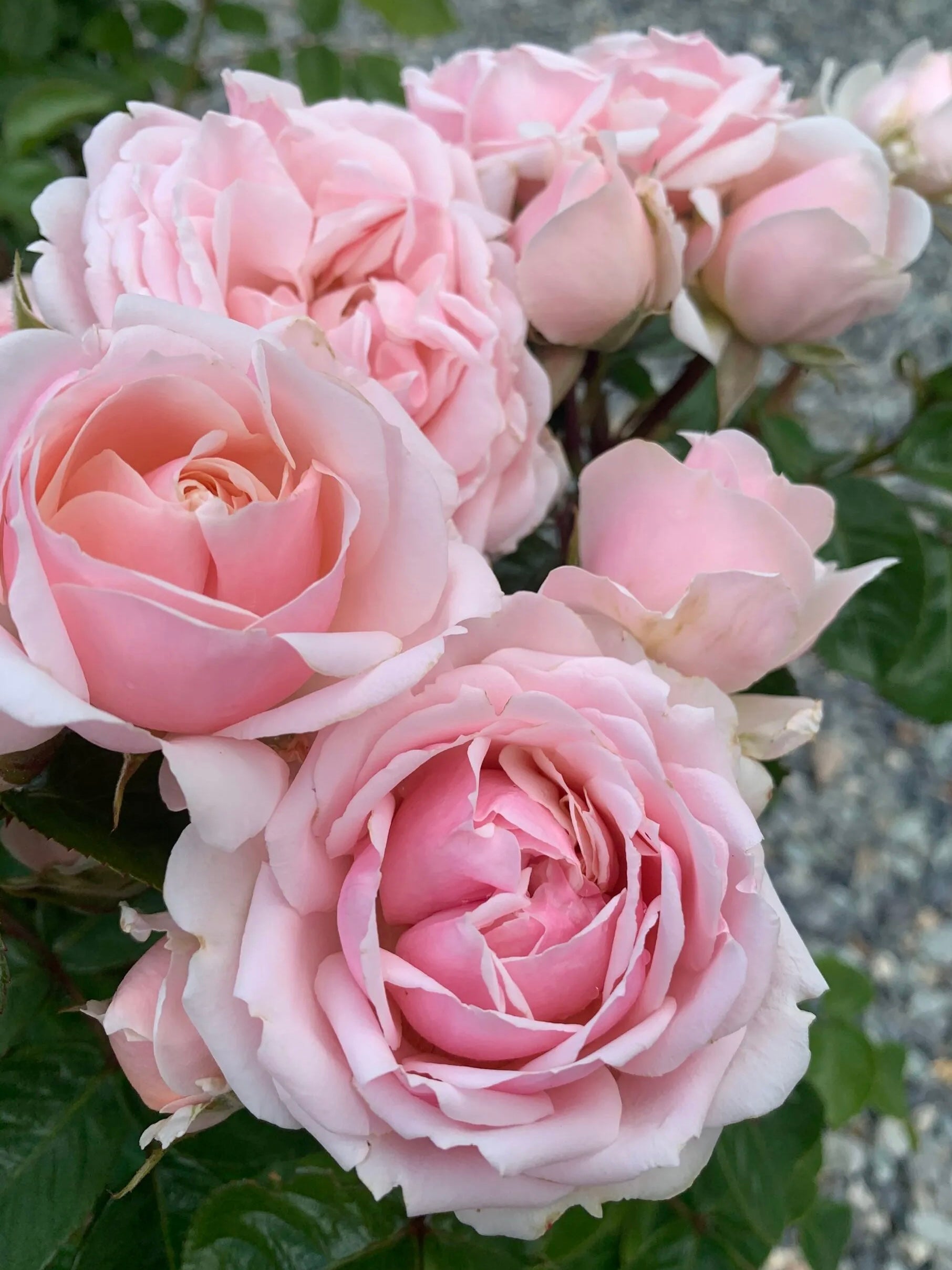 Sweet Baby – One Love Rose and Gardens