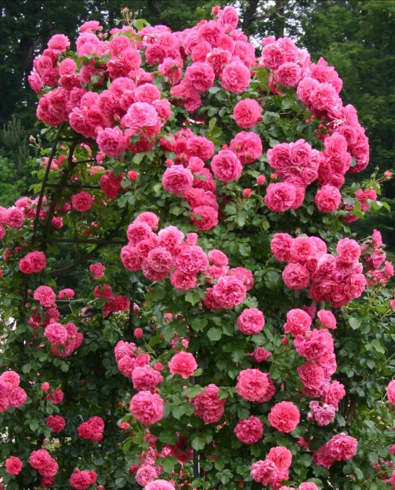 Seminole Wind – One Love Rose and Gardens