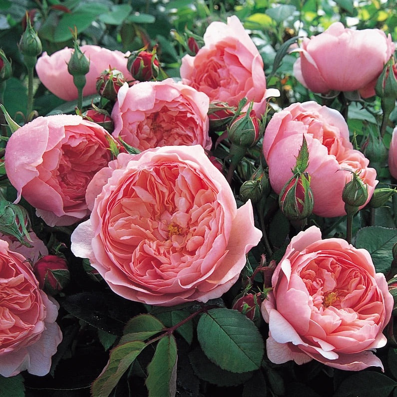The Alnwick – One Love Rose and Gardens