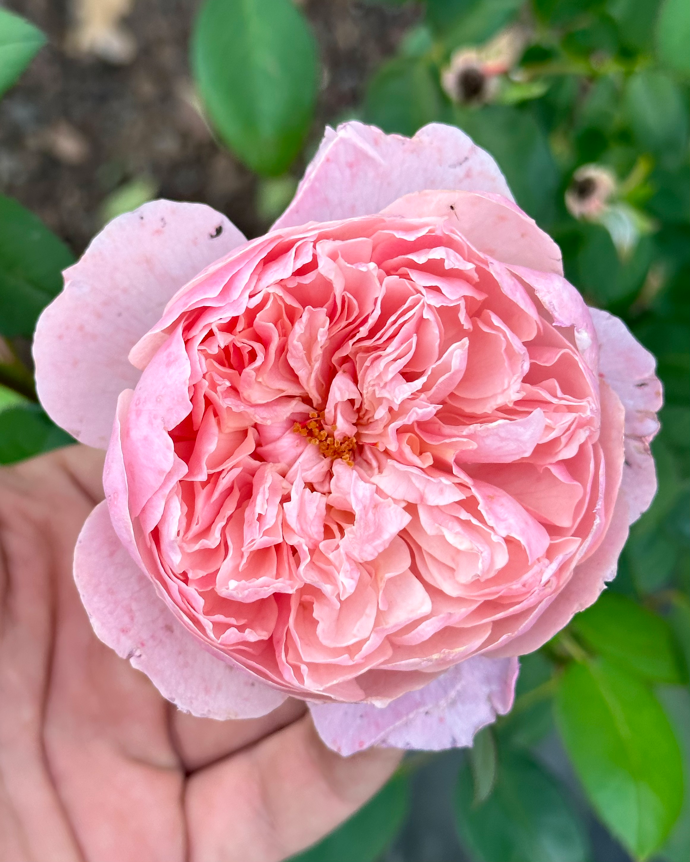 AUSgrab – One Love Rose and Gardens