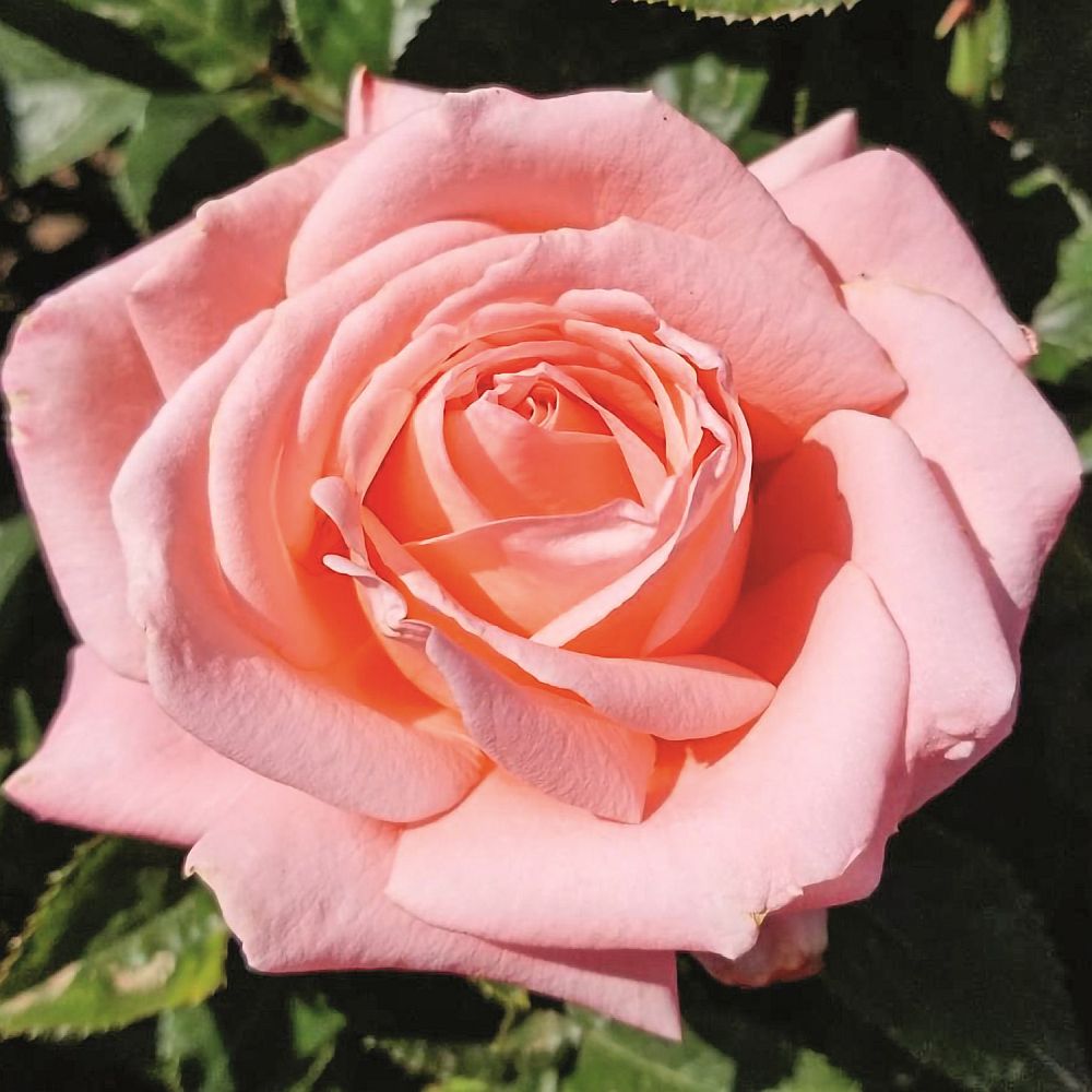Heavenly Scented – One Love Rose and Gardens