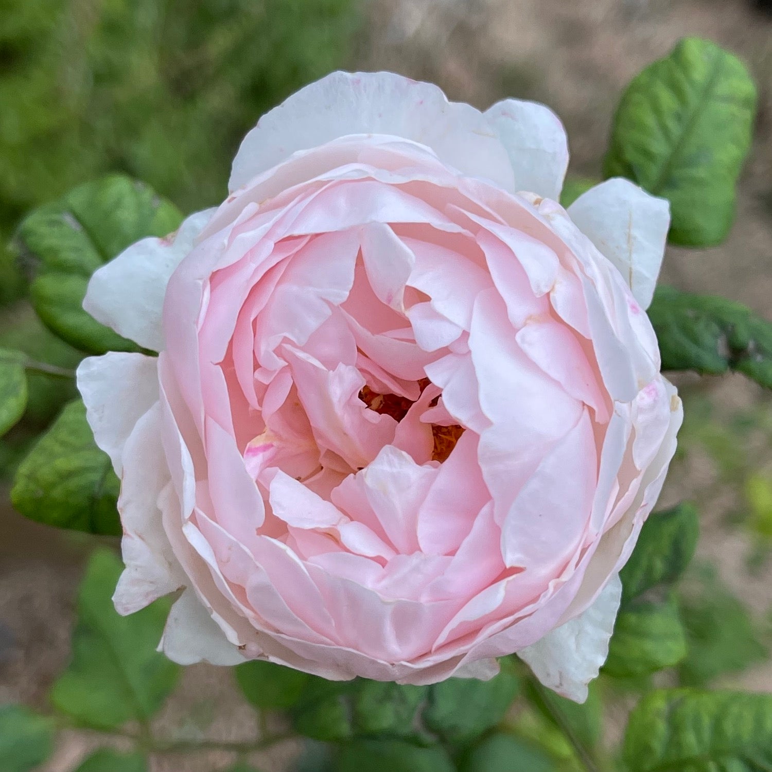 AUScer – One Love Rose and Gardens