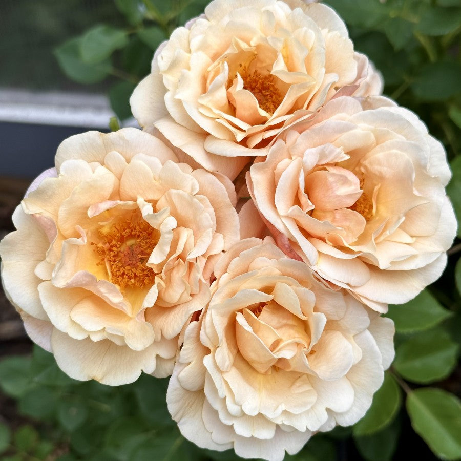 Beverly Anne Clay – One Love Rose and Gardens