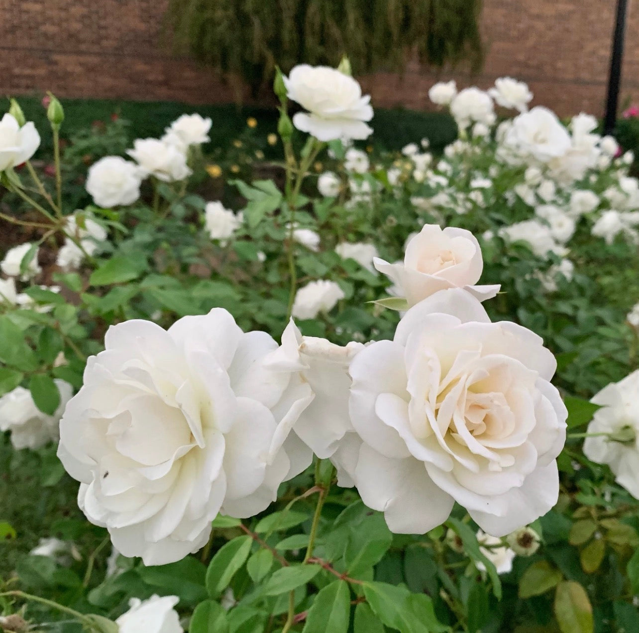 Iceberg (KORbin) – One Love Rose and Gardens