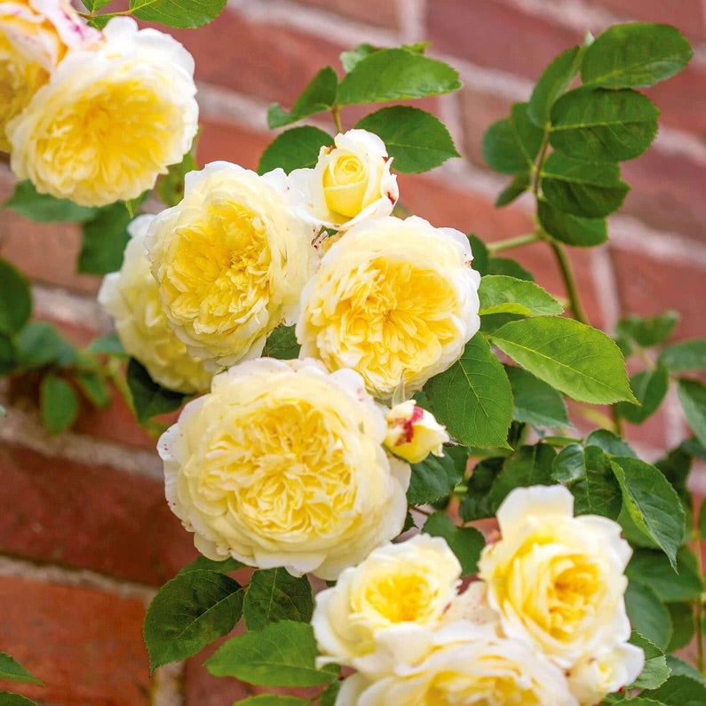 The Pilgrim – One Love Rose and Gardens